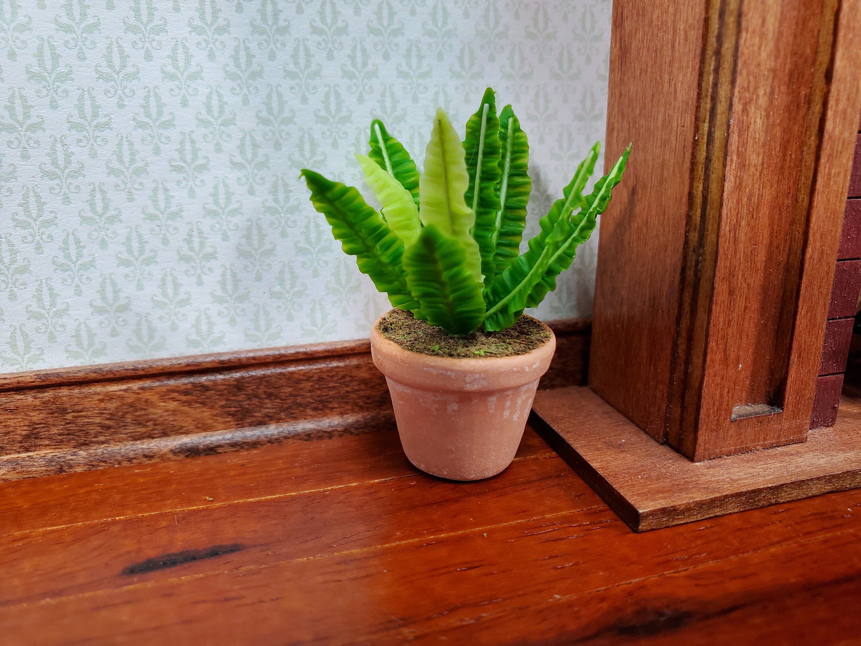 Dollhouse Houseplant Broadleaf Fern in a Terra Cotta Pot 1:12 Scale Mi ...